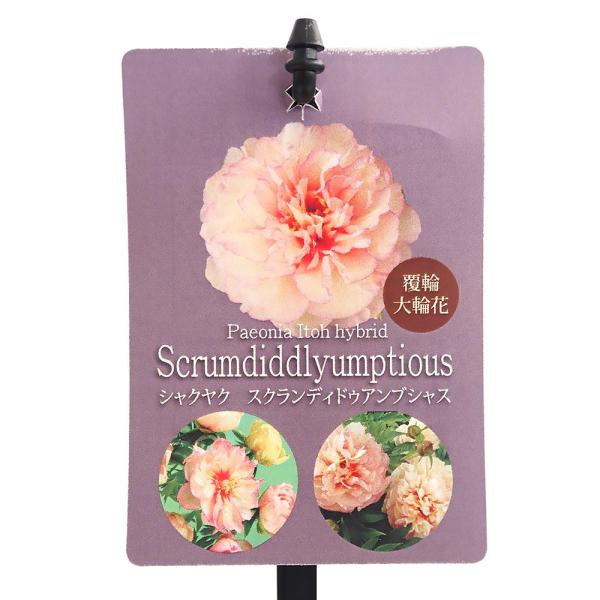 商品発送元："ITANSE農園セレクト通販"Healthy Herb &amp; Plants &amp; Foフラワー・ガーデニング、植木・盆栽・果樹【品種特徴】スクランディドゥアンブシャスは、シャクヤクとボタンを交配して生まれた「イトウ...