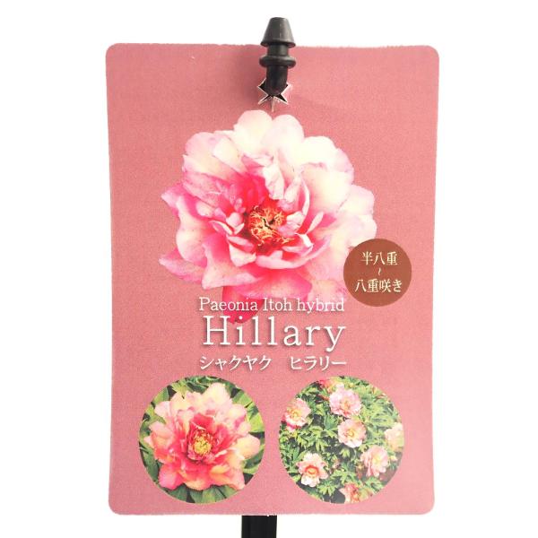 商品発送元："ITANSE農園セレクト通販"Healthy Herb &amp; Plants &amp; Foフラワー・ガーデニング、植木・盆栽・果樹【品種特徴】ヒラリーは、シャクヤクとボタンを交配して生まれた「イトウハイブリッド芍薬」で...