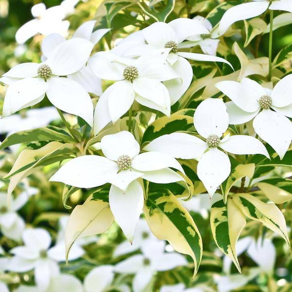 商品発送元："ITANSE農園セレクト通販"Healthy Herb &amp; Plants &amp; Foフラワー・ガーデニング、植木・盆栽・果樹【品種特徴】 人気の常緑ヤマボウシ「月光」の美しい斑入り葉品種です。 葉に入るクリーム色...