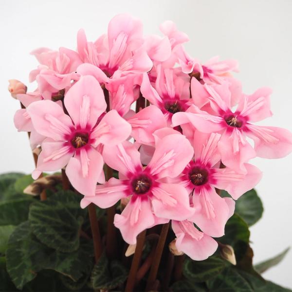 商品発送元："ITANSE農園セレクト通販"Healthy Herb &amp; Plants &amp; Foフラワー・ガーデニング、ガーデニング、苗物、花【品種特徴】ピンクラテは、大手種苗メーカー「ハクサン」のオリジナルブランド「イリュ...