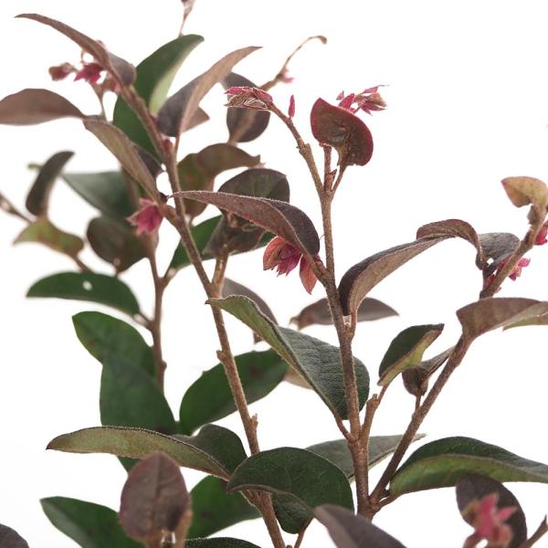 商品発送元："ITANSE農園セレクト通販"Healthy Herb &amp; Plants &amp; Foフラワー・ガーデニング、植木・盆栽・果樹【品種特徴】シックな赤紫色の葉と、鮮やかな赤色の花のコントラストが美しい常緑樹です。春に...