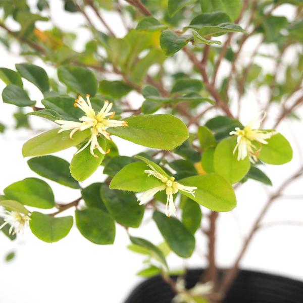 商品発送元："ITANSE農園セレクト通販"Healthy Herb &amp; Plants &amp; Foフラワー・ガーデニング、植木・盆栽・果樹【品種特徴】爽やかな緑の葉に、清楚な純白の花がよく映えるトキワマンサクの基本種です。春に...