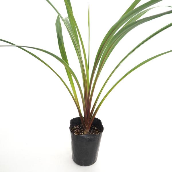 商品発送元："ITANSE農園セレクト通販"Healthy Herb &amp; Plants &amp; Foフラワー・ガーデニング、観葉植物【品種特徴】ペコは、一年中ライムグリーンの葉が鑑賞できる観葉植物です。葉の裏にはピンク色の斑がま...