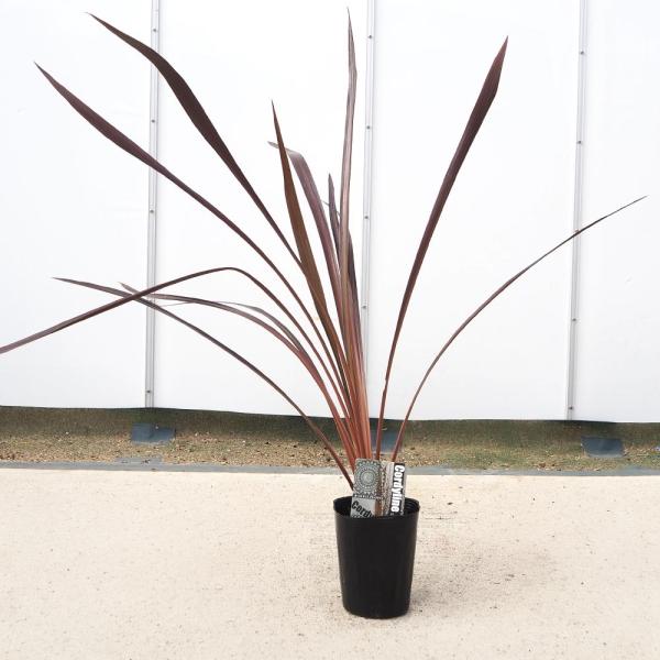 商品発送元："ITANSE農園セレクト通販"Healthy Herb &amp; Plants &amp; Foフラワー・ガーデニング、観葉植物【品種特徴】 ややブルーがかった赤紫の葉が美しいカラーリーフです。 細く美しい葉が、根本からまっ...