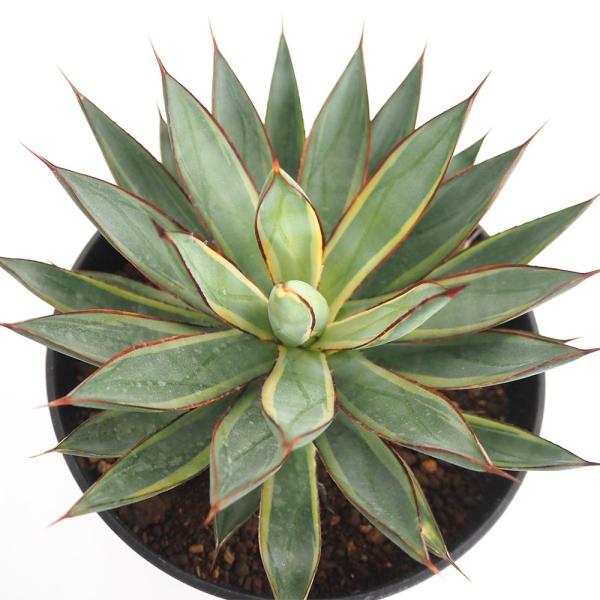商品発送元："ITANSE農園セレクト通販"Healthy Herb &amp; Plants &amp; Foフラワー・ガーデニング、観葉植物【品種特徴】バーントバーガンディは、美しい斑入りアガベ品種です。ブルーグリーンの葉にクリーム色の...
