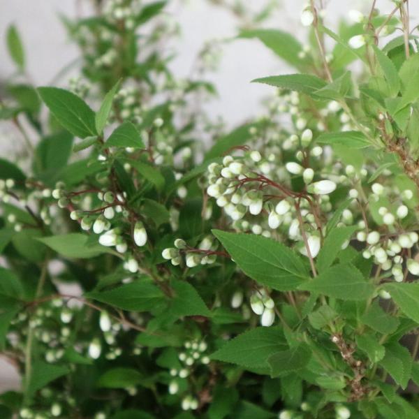 商品発送元："ITANSE農園セレクト通販"Healthy Herb &amp; Plants &amp; Foフラワー・ガーデニング、植木・盆栽・果樹ヒメウツギは、成長が遅く、樹高が20cmぐらいから花を咲かせます。花つきが良い品種で、4...