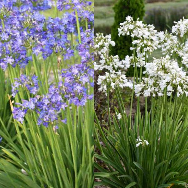 商品発送元："ITANSE農園セレクト通販"Healthy Herb &amp; Plants &amp; Foフラワー・ガーデニング、植木・盆栽・果樹【セット内容】アガパンサス サマーラブ ブルー 3.5号ポット：1個アガパンサス サマー...