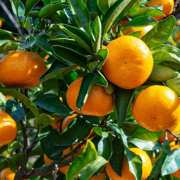 商品発送元："ITANSE農園セレクト通販"Healthy Herb &amp; Plants &amp; Foフラワー・ガーデニング、ガーデニング、苗物、その他【品種特徴】和歌山県で生まれた、人気の早生温州みかんです。最高糖度は12度程度...