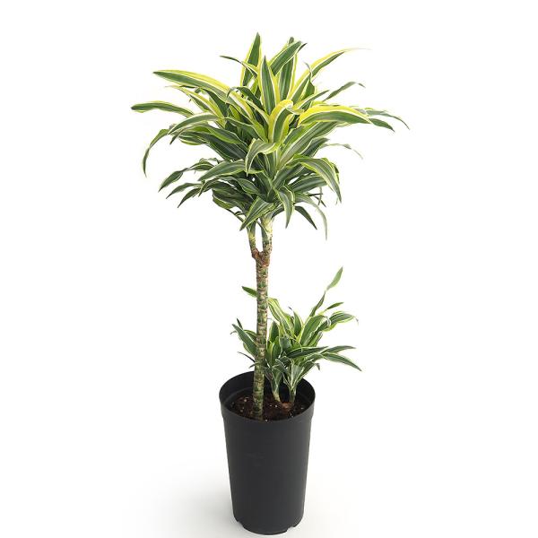 商品発送元："ITANSE農園セレクト通販"Healthy Herb &amp; Plants &amp; Foフラワー・ガーデニング、観葉植物【品種特徴】人気の観葉植物のドラセナ。葉の中央が濃い緑色で、外側に向かって明るいライムグリーンか...