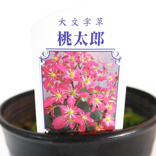 商品発送元："ITANSE農園セレクト通販"Healthy Herb &amp; Plants &amp; Foフラワー・ガーデニング、ガーデニング、苗物、花【品種特徴】 越後(新潟)で生まれた大文字草を代表する銘花の一つです。 その名の通...