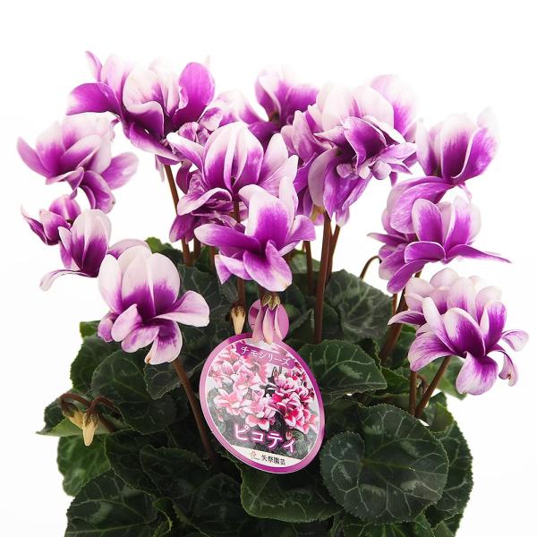 商品発送元："ITANSE農園セレクト通販"Healthy Herb &amp; Plants &amp; Foフラワー・ガーデニング、ガーデニング、苗物、花※花色には幅があり、色見計らいでのお届けになります。【品種特徴】有名育種家、矢祭園...