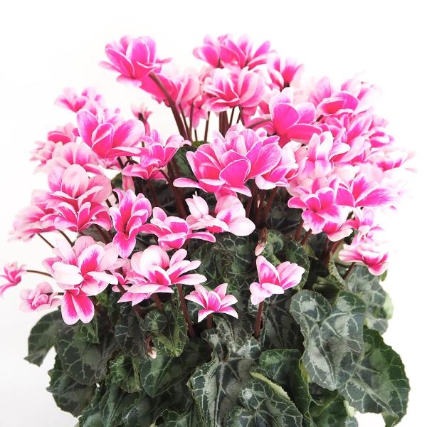 商品発送元："ITANSE農園セレクト通販"Healthy Herb &amp; Plants &amp; Foフラワー・ガーデニング、ガーデニング、苗物、花【PVP出願中品種/海外への持出や営利目的の増殖は禁止されています】 【品種特徴】...