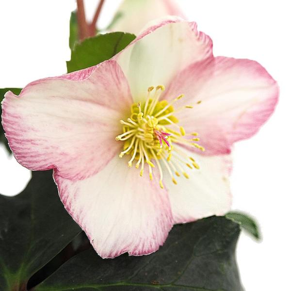 商品発送元："ITANSE農園セレクト通販"Healthy Herb &amp; Plants &amp; Foフラワー・ガーデニング、ガーデニング、苗物、花【品種特徴】 IceN'roses 氷の薔薇は、ニゲル種、ガーデンハイブリッド種と...