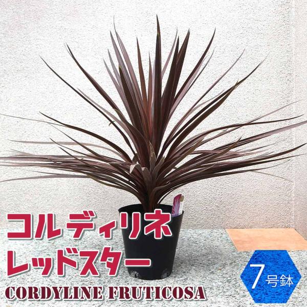 商品発送元："ITANSE農園セレクト通販"Healthy Herb &amp; Plants &amp; Fo放射線状に広がる美しい葉色が魅力で、庭や玄関先を彩る人気のカラーリーフです！ 強健で簡単に栽培が出来るのも魅力！ エキゾチックな...