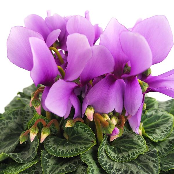 商品発送元："ITANSE農園セレクト通販"Healthy Herb &amp; Plants &amp; Foフラワー・ガーデニング、ガーデニング、苗物、花【品種特徴】 「そら」は、その名の通り澄みきった空を思わせるような、美しい藤色の花...