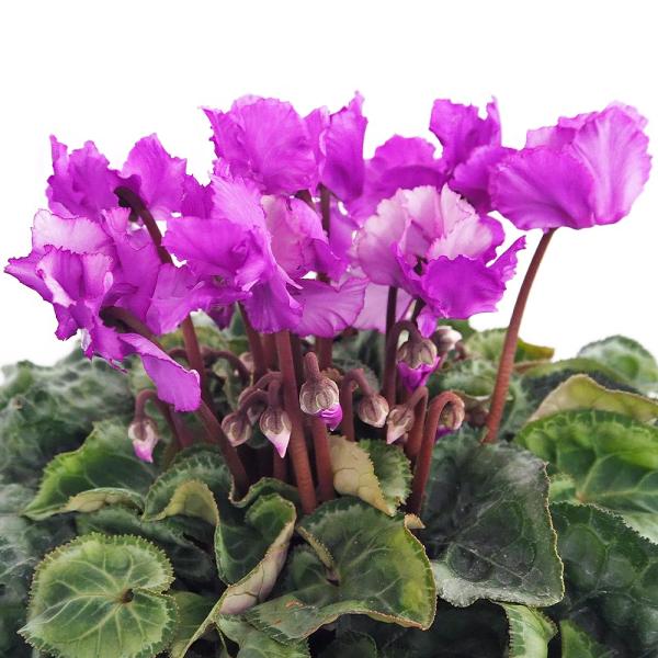 商品発送元："ITANSE農園セレクト通販"Healthy Herb &amp; Plants &amp; Foフラワー・ガーデニング、ガーデニング、苗物、花【品種特徴】 「ブルーリボン」は、青みがかった高貴な紫色の花を咲かせるシクラメンで...