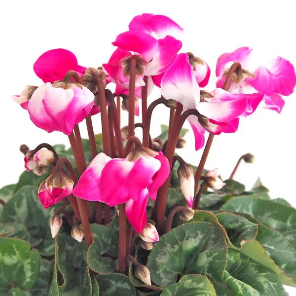 商品発送元："ITANSE農園セレクト通販"Healthy Herb &amp; Plants &amp; Foフラワー・ガーデニング、ガーデニング、苗物、花※色合いにはばらつきがあり、2色にはっきりと咲き分けとならない場合もございます。指...