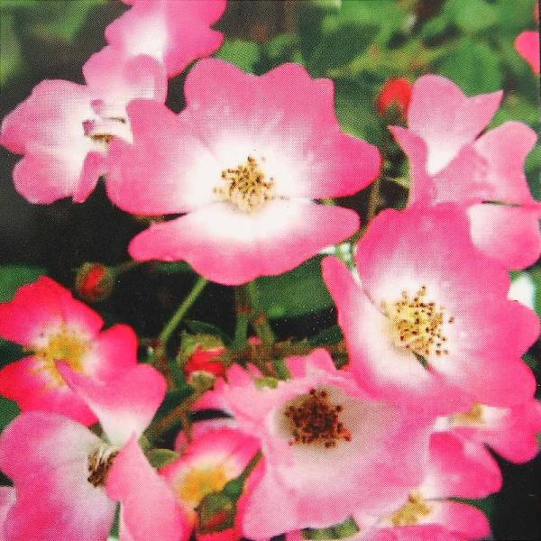 商品発送元："ITANSE農園セレクト通販"Healthy Herb &amp; Plants &amp; Foフラワー・ガーデニング、植木・盆栽・果樹【品種特徴】 中国原産のオールドローズで、「チャイナローズの傑作」とも評される銘花です。...