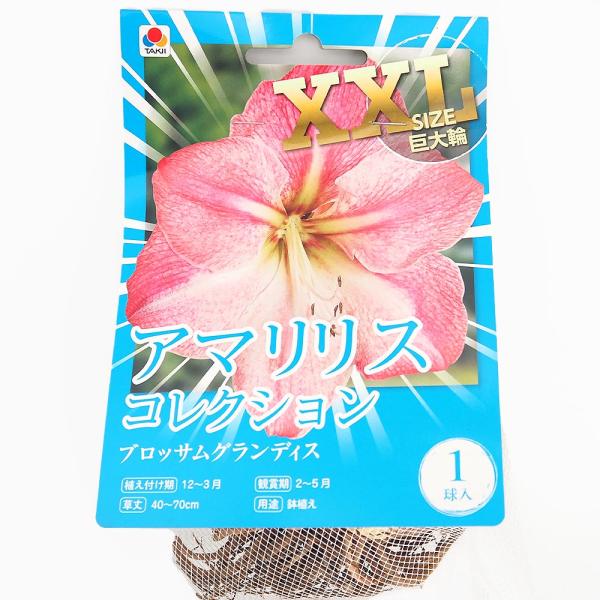商品発送元："ITANSE農園セレクト通販"Healthy Herb &amp; Plants &amp; Foフラワー・ガーデニング、ガーデニング、種子・球根、野菜【品種特徴】 手のひらサイズを超える巨大な花を咲かせる、特大XXLサイズの...