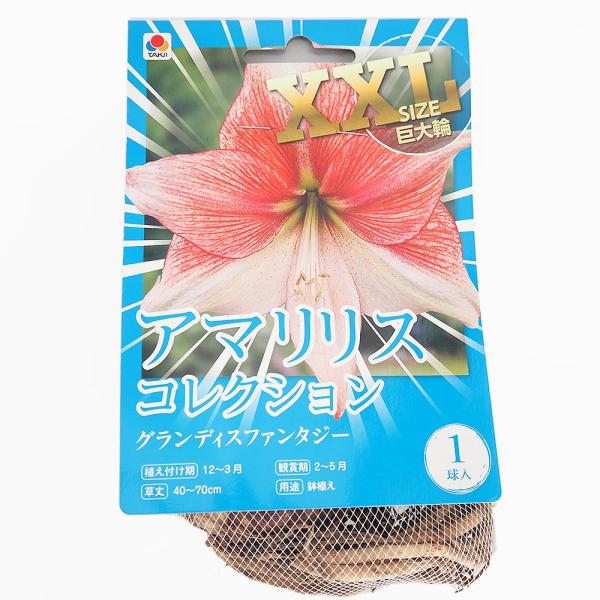 商品発送元："ITANSE農園セレクト通販"Healthy Herb &amp; Plants &amp; Foフラワー・ガーデニング、ガーデニング、種子・球根、野菜【品種特徴】 手のひらサイズを超える巨大な花を咲かせる、特大XXLサイズの...