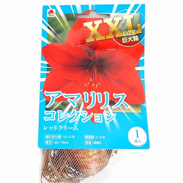 商品発送元："ITANSE農園セレクト通販"Healthy Herb &amp; Plants &amp; Foフラワー・ガーデニング、ガーデニング、種子・球根、野菜【品種特徴】 手のひらサイズを超える巨大な花を咲かせる、特大XXLサイズの...