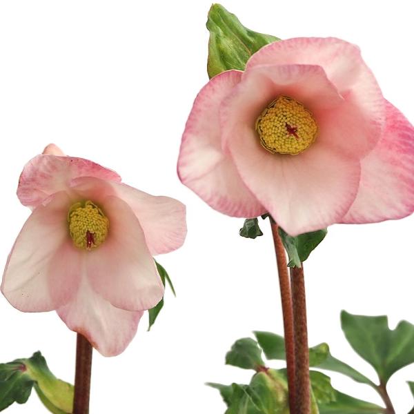 商品発送元："ITANSE農園セレクト通販"Healthy Herb &amp; Plants &amp; Foフラワー・ガーデニング、ガーデニング、苗物、花【品種特徴】 北海道の名門ナーセリー「名内園芸」さんが育種した、美しいクリスマスロ...