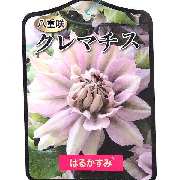 商品発送元："ITANSE農園セレクト通販"Healthy Herb &amp; Plants &amp; Foフラワー・ガーデニング、ガーデニング、苗物、花【商標登録品種 / 海外への持出や営利目的の増殖は禁止されています】 【品種特徴】...