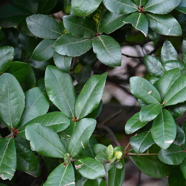 商品発送元："ITANSE農園セレクト通販"Healthy Herb &amp; Plants &amp; Foフラワー・ガーデニング、植木・盆栽・果樹【品種特徴】 カシ類の中でも特に葉が小さく、密に茂るのが特徴の常緑樹です。 硬く光沢のあ...