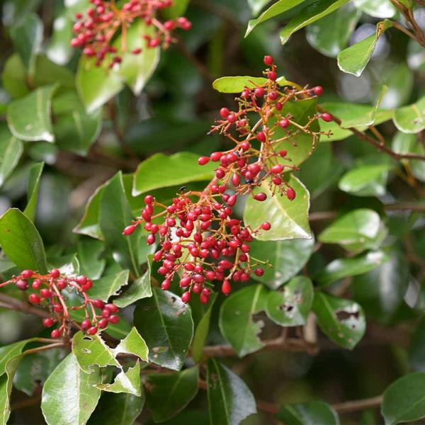 商品発送元："ITANSE農園セレクト通販"Healthy Herb &amp; Plants &amp; Foフラワー・ガーデニング、植木・盆栽・果樹【品種特徴】 厚く光沢のある美しい葉が一年中楽しめる、日本の代表的な常緑樹です。 初夏に...