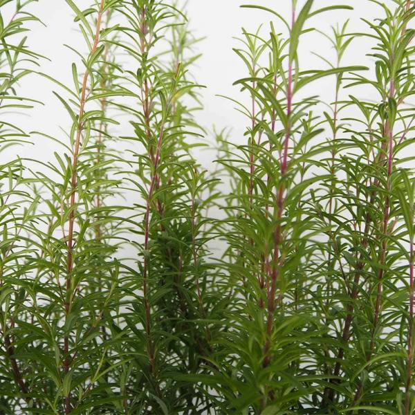 商品発送元："ITANSE農園セレクト通販"Healthy Herb &amp; Plants &amp; Foフラワー・ガーデニング、ガーデニング、苗物、ハーブ【品種特徴】 地中海沿岸原産の代表的なハーブで、すっきりとした強い芳香が魅力で...