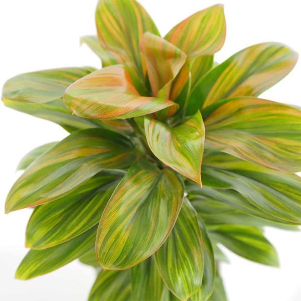 商品発送元："ITANSE農園セレクト通販"Healthy Herb &amp; Plants &amp; Foフラワー・ガーデニング、観葉植物【品種特徴】 緑、黄緑、黄色、ピンク、クリーム色などが複雑に混じり合った、非常にカラフルで美しい...