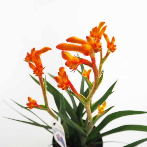 商品発送元："ITANSE農園セレクト通販"Healthy Herb &amp; Plants &amp; Foフラワー・ガーデニング、ガーデニング、苗物、花【品種特徴】 ブッシュサプライズは、見る人を元気づけてくれるような、鮮やかなビタミ...