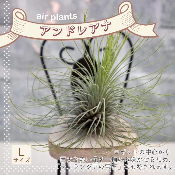 商品発送元："ITANSE農園セレクト通販"Healthy Herb &amp; Plants &amp; Foフラワー・ガーデニング、観葉植物初心者にも育てやすく、リビングやオフィスのインテリアに！コロンビア、ベネズエラに分布する小型のテ...