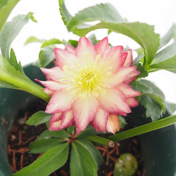 商品発送元："ITANSE農園セレクト通販"Healthy Herb &amp; Plants &amp; Foフラワー・ガーデニング、ガーデニング、苗物、花【品種特徴】ミヨシのクリスマスローズシリーズの中でも、特に個性的で深みのある花色が...