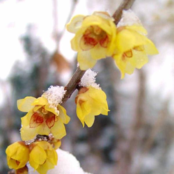 商品発送元："ITANSE農園セレクト通販"Healthy Herb &amp; Plants &amp; Foフラワー・ガーデニング、植木・盆栽・果樹【品種特徴】ロウバイはまるでロウ細工のような黄色い花を咲かせる、中国原産の落葉低木です。...