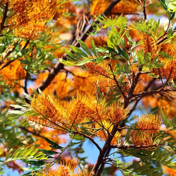 商品発送元："ITANSE農園セレクト通販"Healthy Herb &amp; Plants &amp; Foフラワー・ガーデニング、植木・盆栽・果樹【品種特徴】ロブスタは、シダのような鋭く細かい葉が魅力的な品種です。また、ボトルブラシ状...