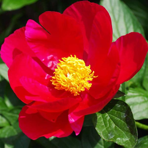 商品発送元："ITANSE農園セレクト通販"Healthy Herb &amp; Plants &amp; Foフラワー・ガーデニング、植木・盆栽・果樹【品種特徴】 鮮やかな赤色の一重咲きで、中心の黄色いしべとのコントラストが美しい、可愛ら...