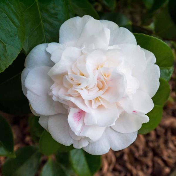 商品発送元："ITANSE農園セレクト通販"Healthy Herb &amp; Plants &amp; Foフラワー・ガーデニング、植木・盆栽・果樹【品種特徴】 雪の中に立つ燈籠の灯りのように、柔らかく輝く姿から名付けられた、大変豪華な...