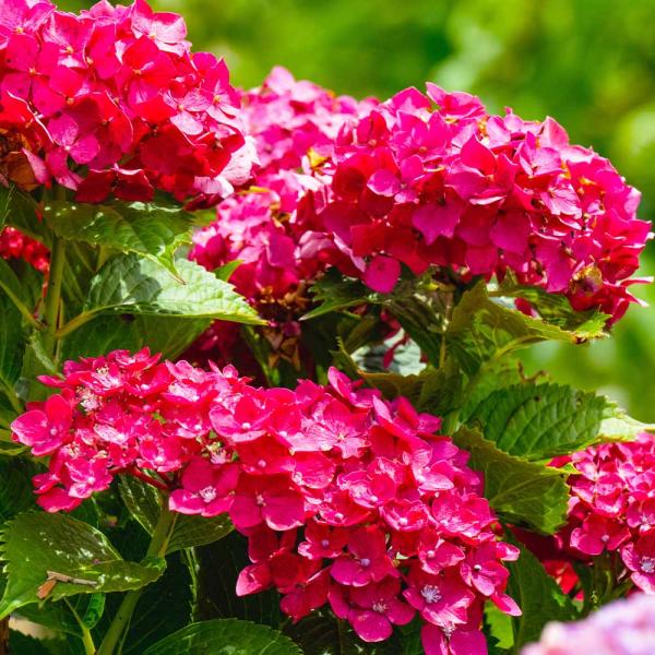 商品発送元："ITANSE農園セレクト通販"Healthy Herb &amp; Plants &amp; Foフラワー・ガーデニング、植木・盆栽・果樹【PVP登録品種25552号/登録名称：PIIHA-I/海外への持出や営利目的の増殖は禁...