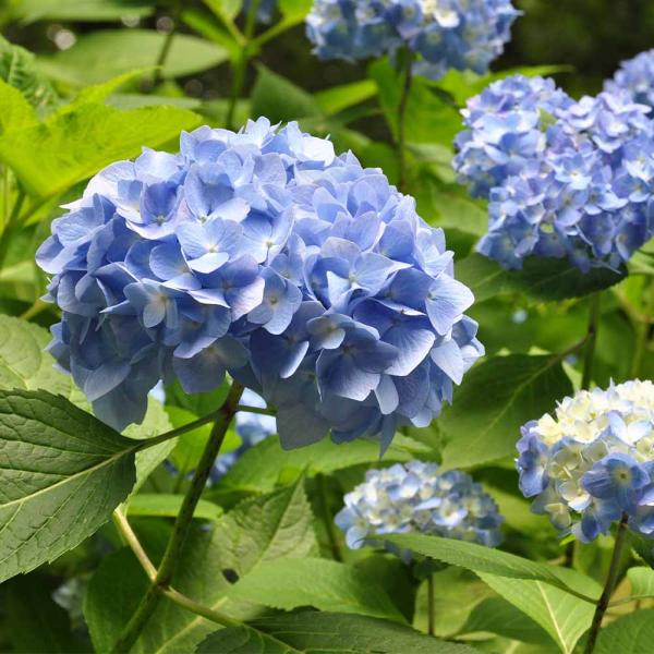 商品発送元："ITANSE農園セレクト通販"Healthy Herb &amp; Plants &amp; Foフラワー・ガーデニング、植木・盆栽・果樹【品種特徴】「姫アジサイ」の名前でも知られる、楚々とした魅力を持つ品種。最大の特徴は「四...