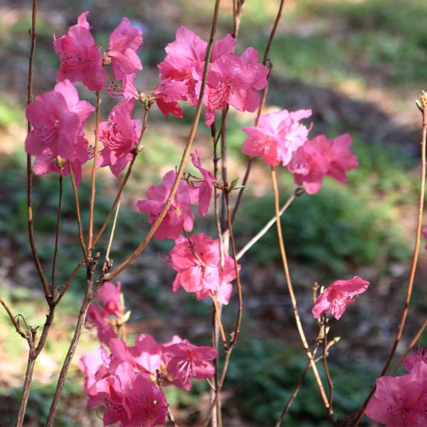 商品発送元："ITANSE農園セレクト通販"Healthy Herb &amp; Plants &amp; Foフラワー・ガーデニング、植木・盆栽・果樹【品種特徴】 九州の玄界灘沿岸に自生することから名付けられた「玄海ツツジ」。 玄海ツツジ...