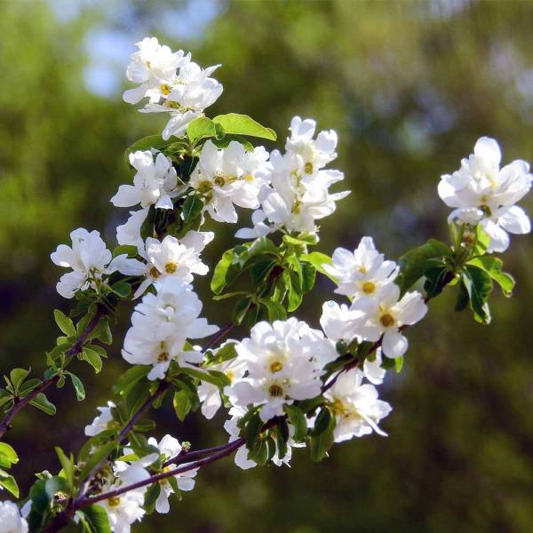 商品発送元："ITANSE農園セレクト通販"Healthy Herb &amp; Plants &amp; Foフラワー・ガーデニング、植木・盆栽・果樹【品種特徴】春になると、しなやかに伸びるアーチ状の枝に、ウメやサクラによく似た純白の美し...