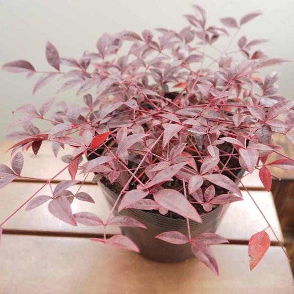 商品発送元："ITANSE農園セレクト通販"Healthy Herb &amp; Plants &amp; Foフラワー・ガーデニング、植木・盆栽・果樹【PVP登録品種 第25412号/海外への持出は禁止されています】 【品種特徴】 従来の...