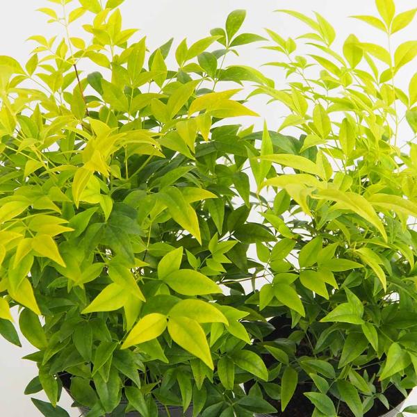 商品発送元："ITANSE農園セレクト通販"Healthy Herb &amp; Plants &amp; Foフラワー・ガーデニング、植木・盆栽・果樹【PVP登録品種 第25413号/海外への持出は禁止されています】 【品種特徴】 従来の...