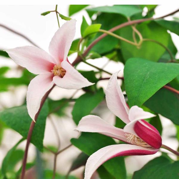 商品発送元："ITANSE農園セレクト通販"Healthy Herb &amp; Plants &amp; Foフラワー・ガーデニング、ガーデニング、苗物、花【PVP登録品種 第28678号/海外への持出は禁止されています】【品種特徴】人気...