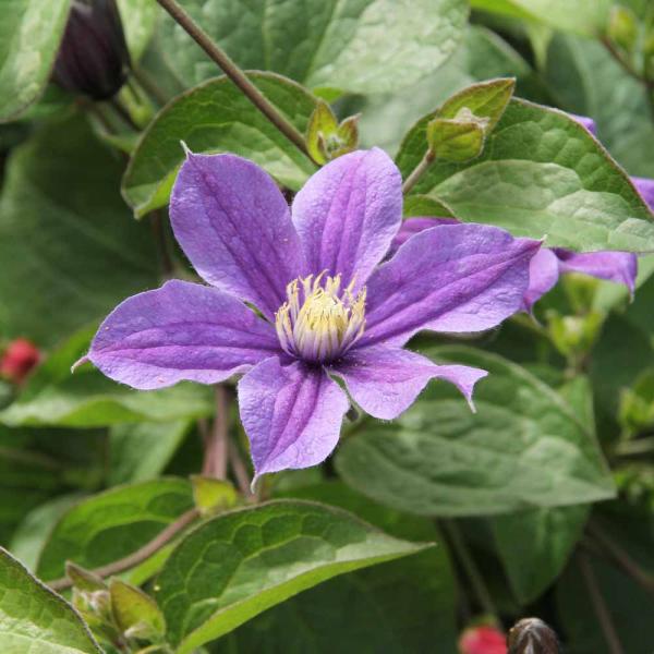商品発送元："ITANSE農園セレクト通販"Healthy Herb &amp; Plants &amp; Foフラワー・ガーデニング、ガーデニング、苗物、花【品種特徴】 世界中で愛される、非常に人気の高い強健なクレマチスです。 インテグリ...
