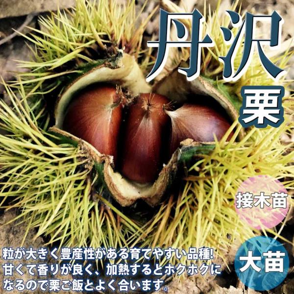商品発送元："ITANSE農園セレクト通販"Healthy Herb &amp; Plants &amp; Foフラワー・ガーデニング、ガーデニング、苗物、野菜早生の代表的な栗で、国内で筑波に次いで2番めに多く作られている人気品種！粒が大き...