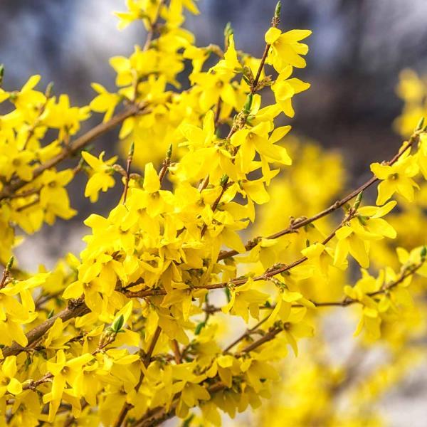 商品発送元："ITANSE農園セレクト通販"Healthy Herb &amp;amp; Plants &amp;amp; Foフラワー・ガーデニング、植木・盆栽・果樹【品種特徴】 鈴のような黄色い花を枝一面に咲かせて、春の訪れを告げる花と...