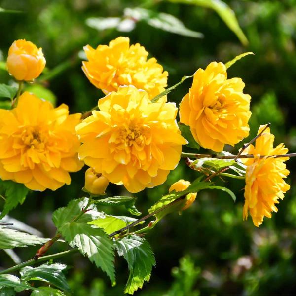 商品発送元："ITANSE農園セレクト通販"Healthy Herb &amp; Plants &amp; Foフラワー・ガーデニング、植木・盆栽・果樹【品種特徴】 北海道から九州まで見られる落葉性の低木、ヤマブキの八重咲品種。 一重咲きよ...
