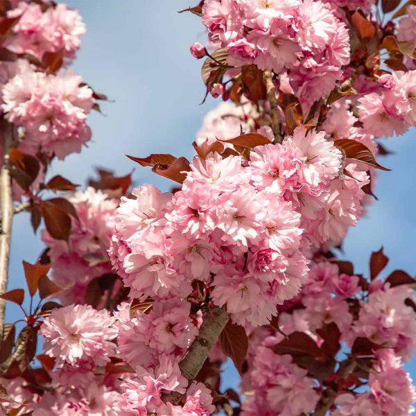 商品発送元："ITANSE農園セレクト通販"Healthy Herb &amp; Plants &amp; Foフラワー・ガーデニング、植木・盆栽・果樹【品種特徴】 八重桜の代表格サトザクラ「関山(カンザン)」の改良品種。 最大の特徴は新芽...